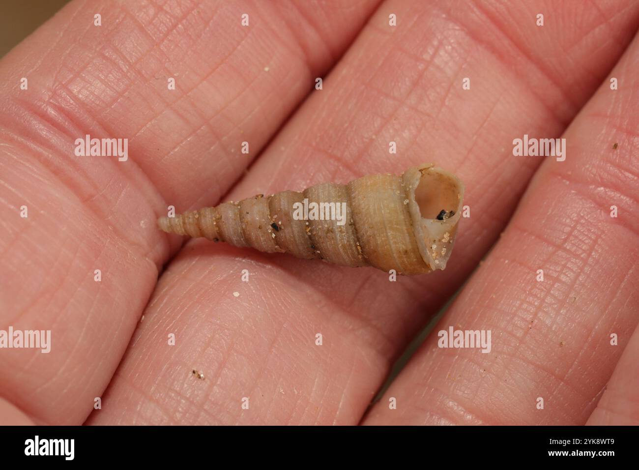 Common tower shell hi-res stock photography and images - Alamy