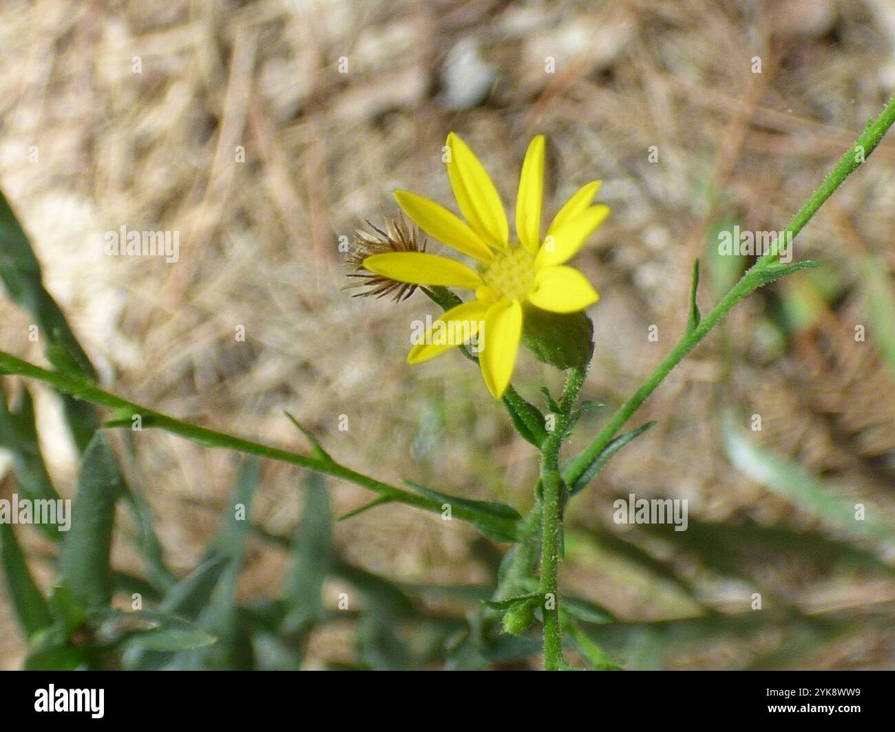 Pineland Silkgrass (Pityopsis aspera Stock Photo - Alamy