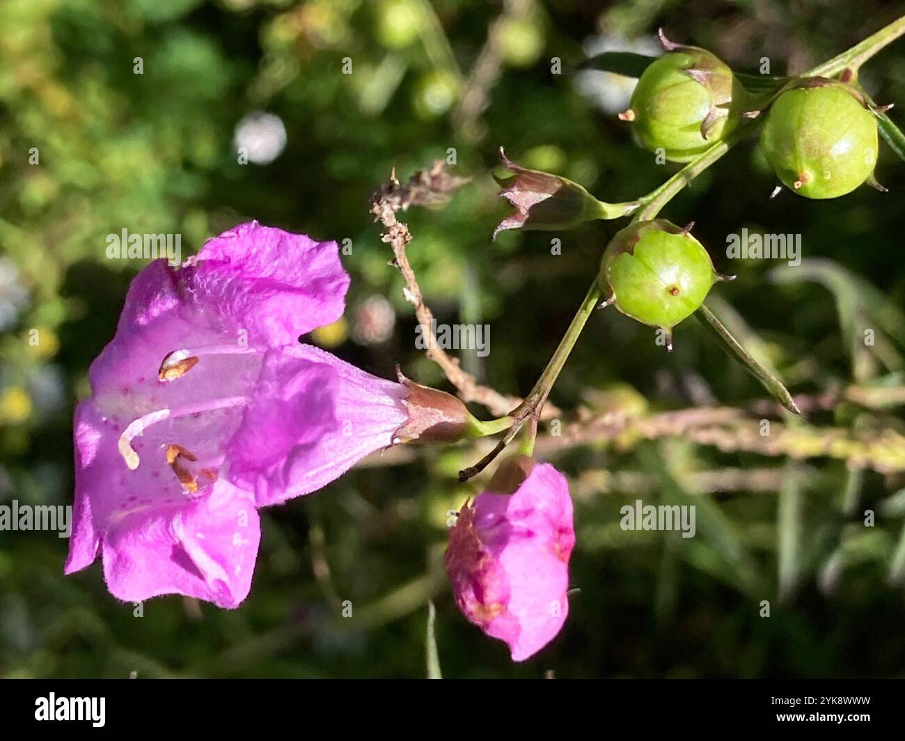 Purple agalinis hi-res stock photography and images - Alamy