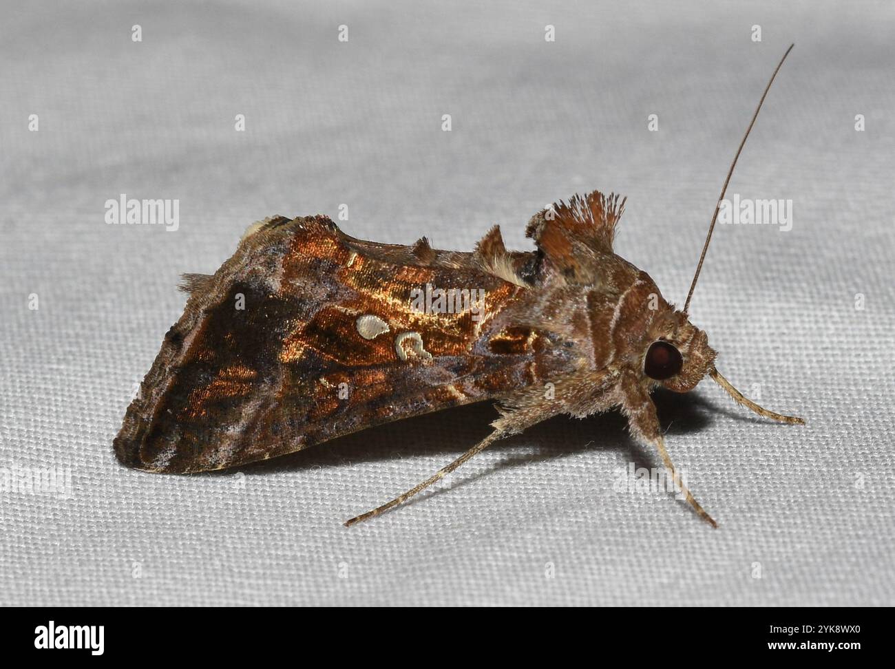 Soybean looper moth hi-res stock photography and images - Alamy