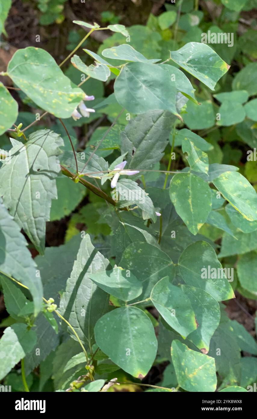 American hog-peanut (Amphicarpaea bracteata Stock Photo - Alamy
