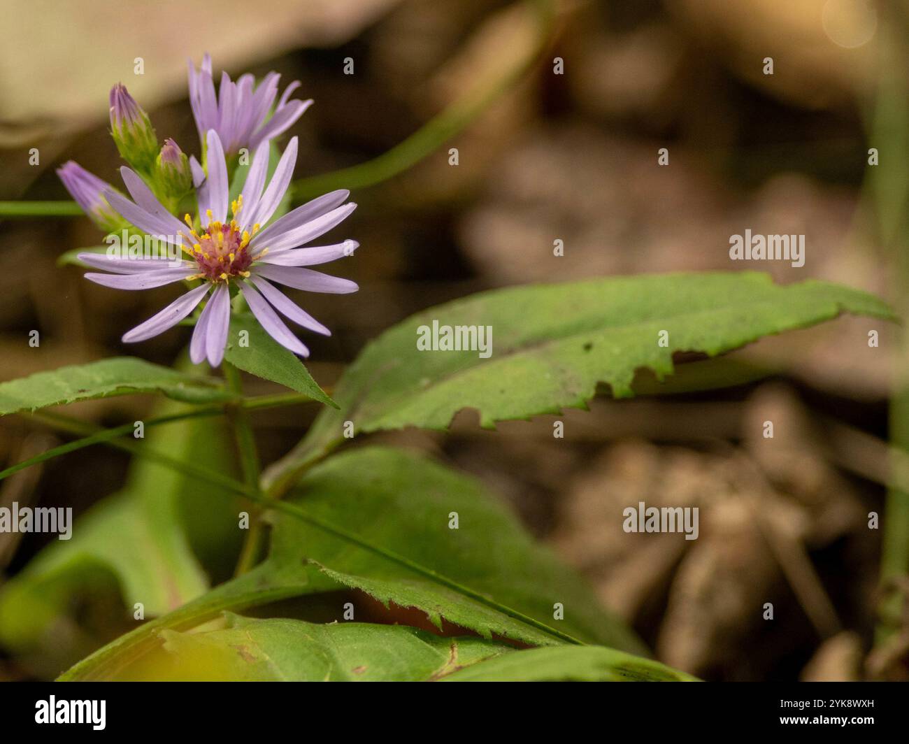 Showy Aster (Eurybia conspicua Stock Photo - Alamy