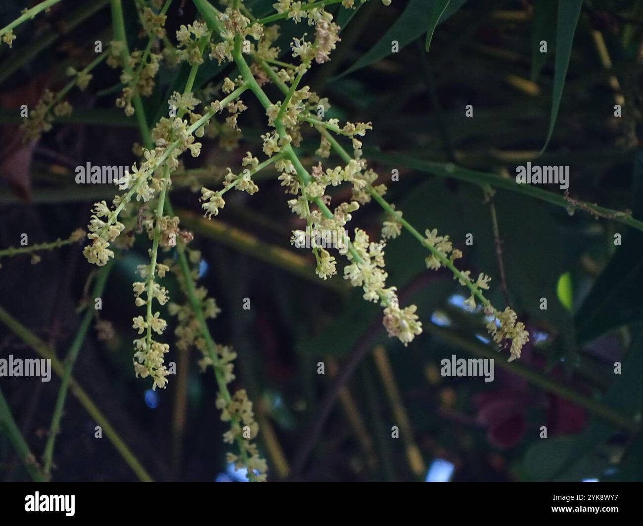 Ferntop Ash (Ailanthus triphysa Stock Photo - Alamy