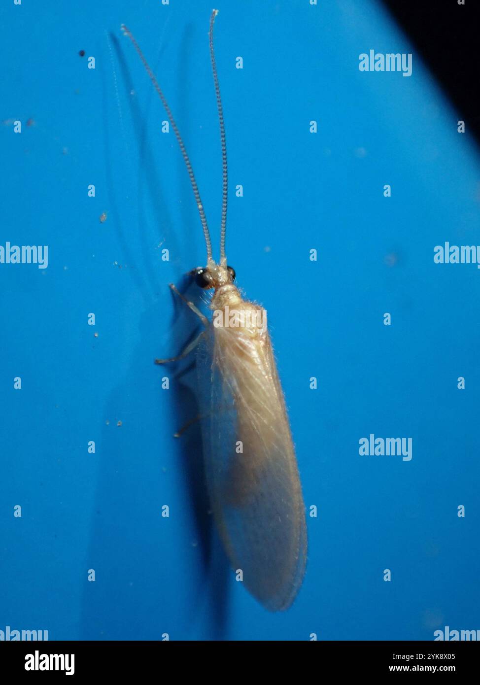 Hemerobius hi-res stock photography and images - Alamy