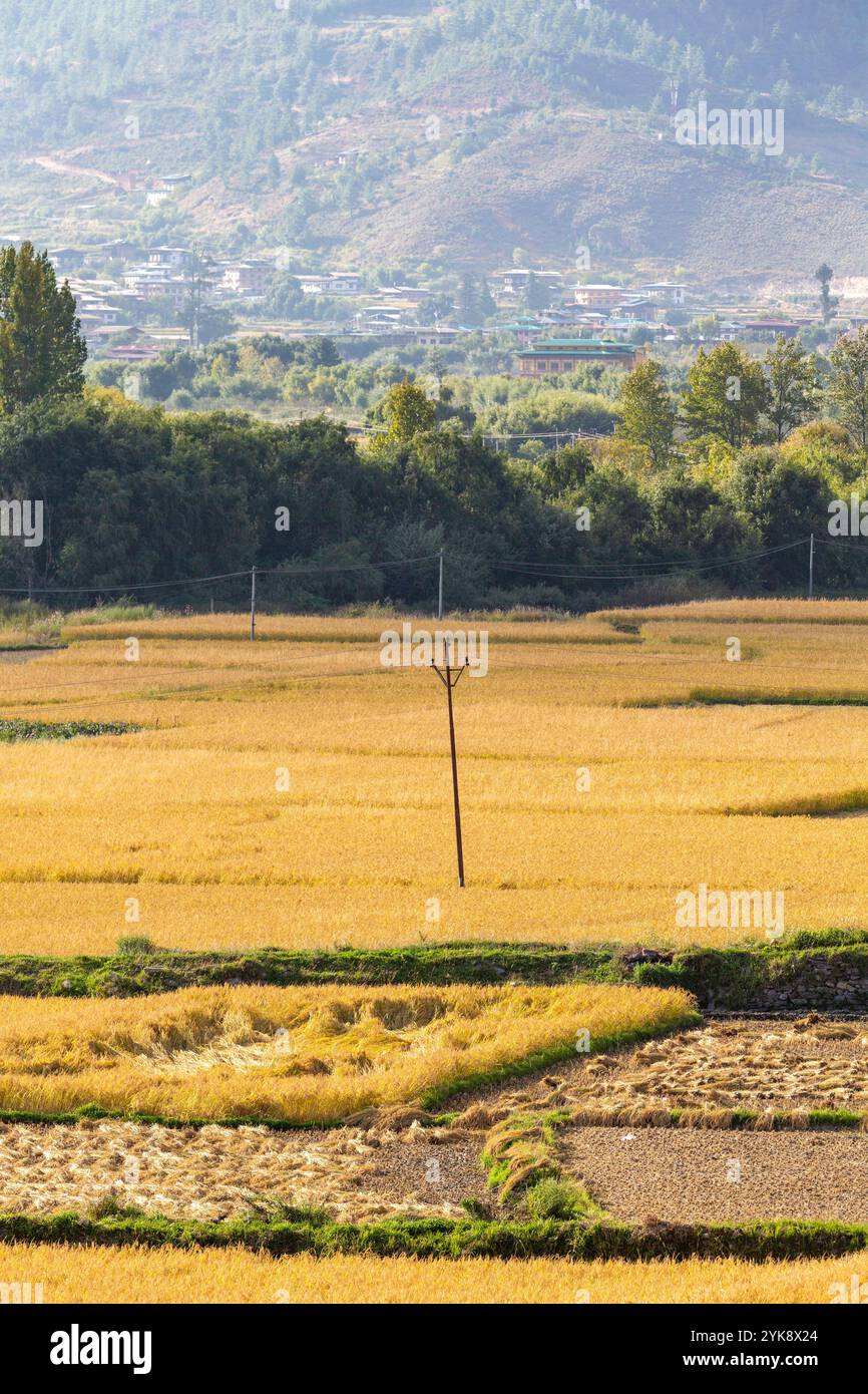 Rice (paddy) fields in different stages of harvesting, Paro – Thimphu ...