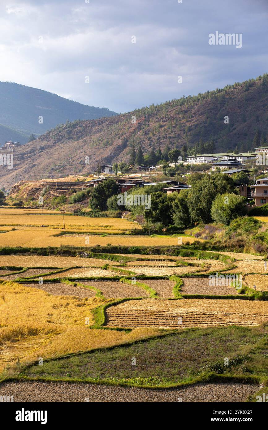 Rice (paddy) fields in different stages of harvesting, Paro – Thimphu ...
