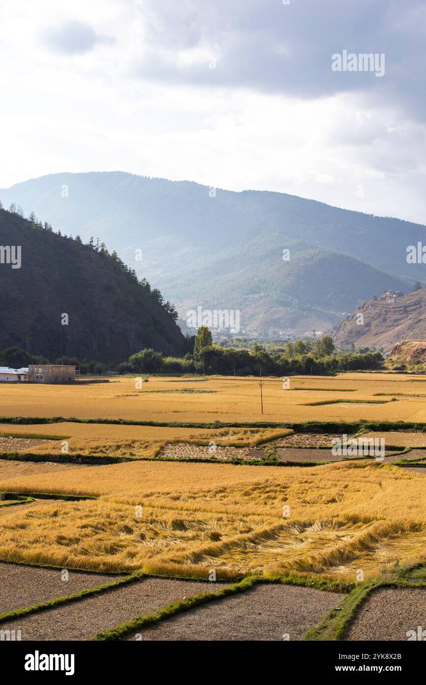 Rice (paddy) fields in different stages of harvesting, Paro – Thimphu ...