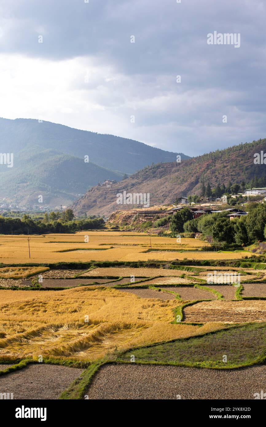 Rice (paddy) fields in different stages of harvesting, Paro – Thimphu ...