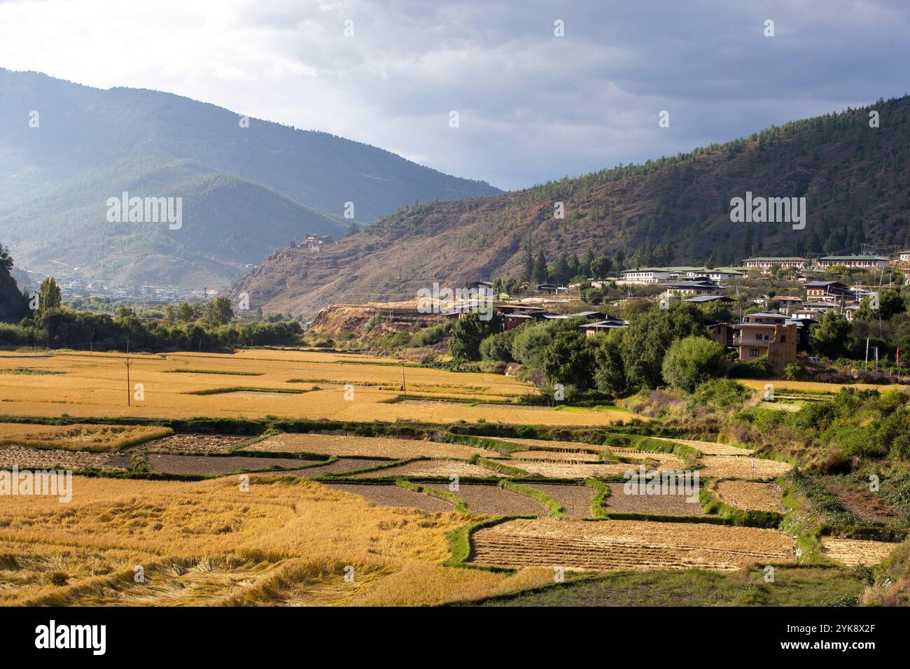Rice (paddy) fields in different stages of harvesting, Paro – Thimphu ...