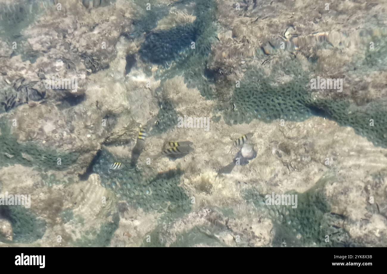 Atlantic Sergeant Major (Abudefduf saxatilis Stock Photo - Alamy