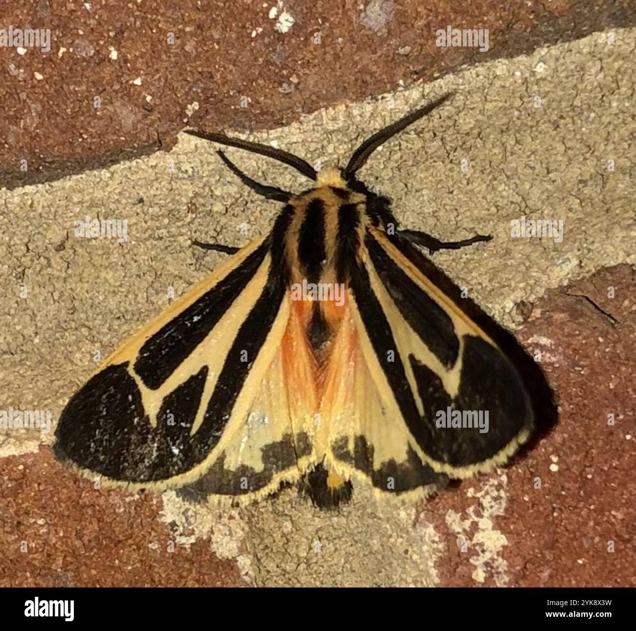Harnessed Tiger Moth (Apantesis phalerata Stock Photo - Alamy