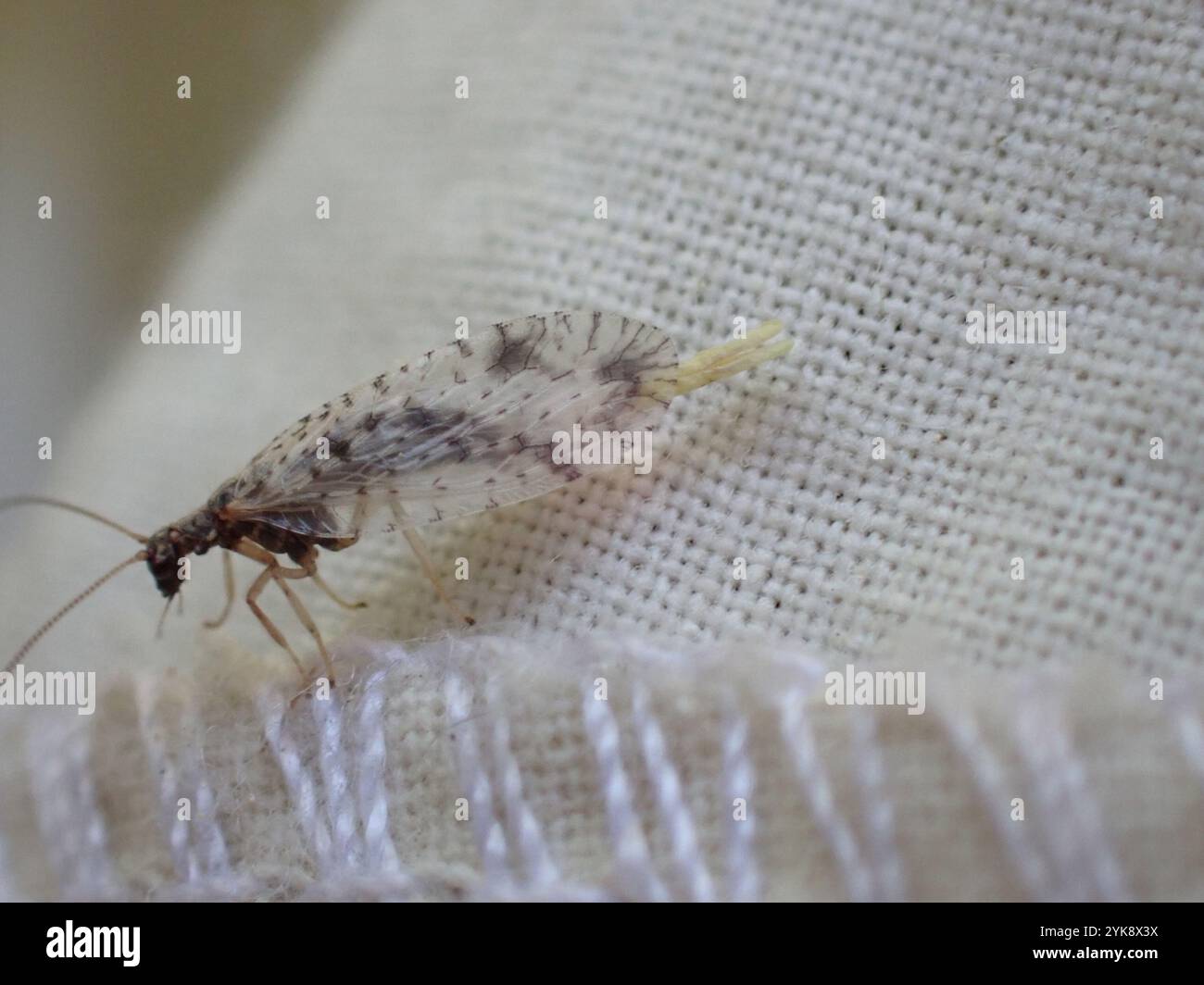 Micromus variegatus hi-res stock photography and images - Alamy