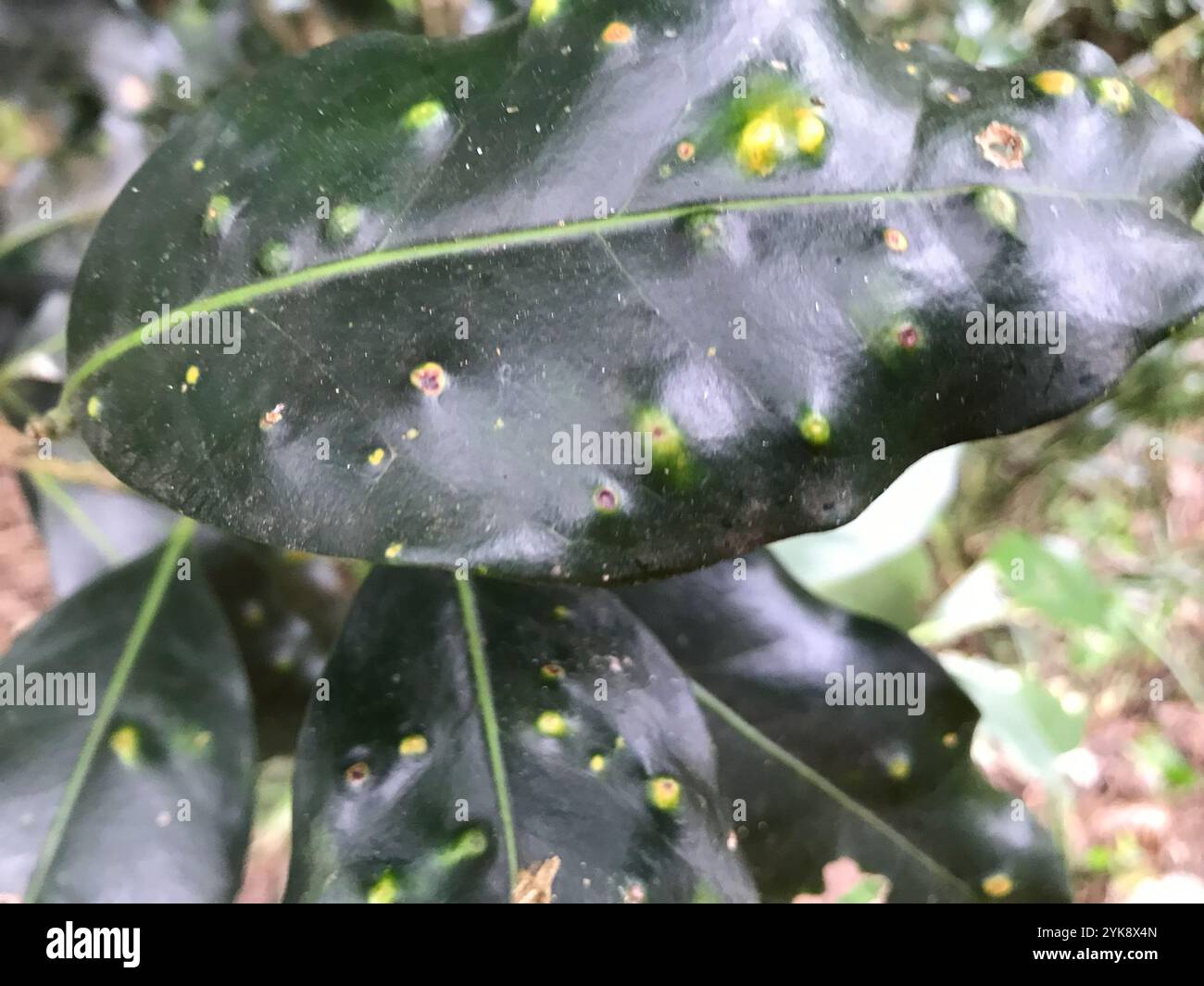 Nestegis hi-res stock photography and images - Alamy