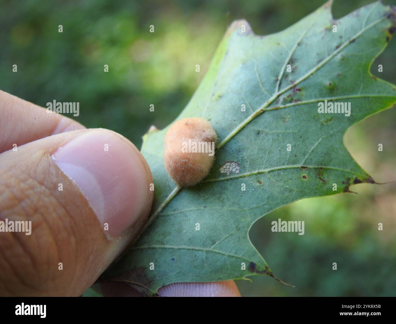 Woolly Oak Gall Wasp (Callirhytis lanata Stock Photo - Alamy