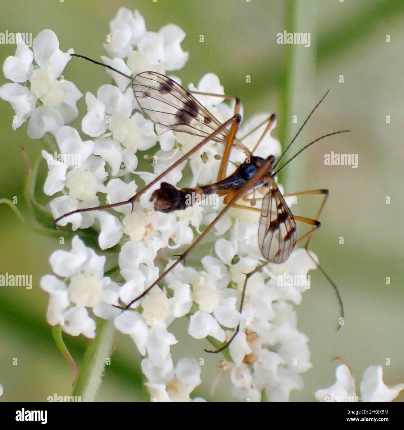 orange-marked cranefly (Ptychoptera contaminata Stock Photo - Alamy