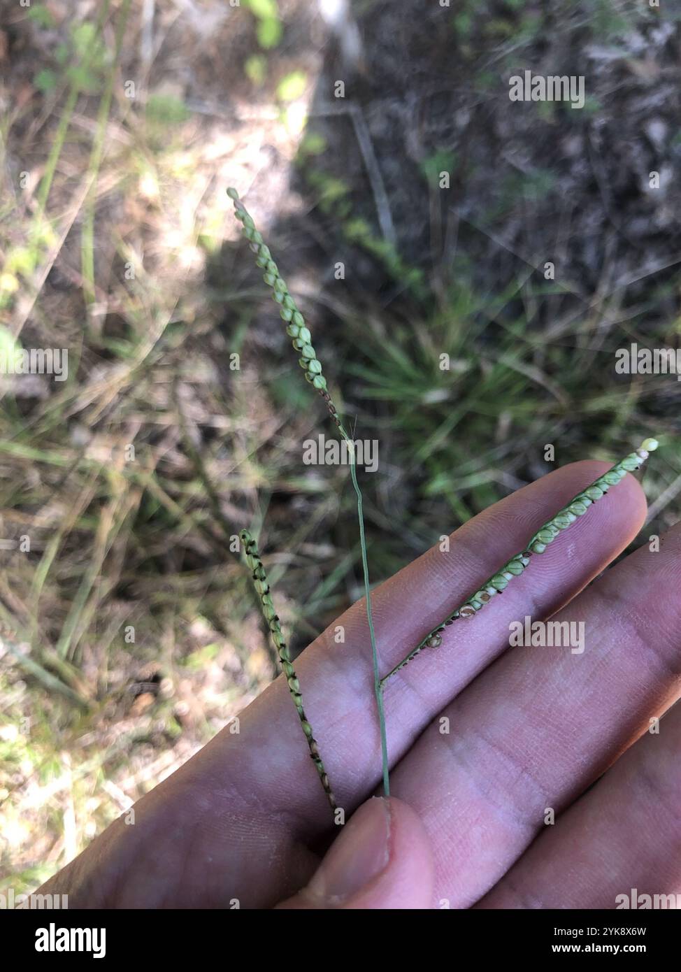 Field Paspalum (Paspalum laeve Stock Photo - Alamy