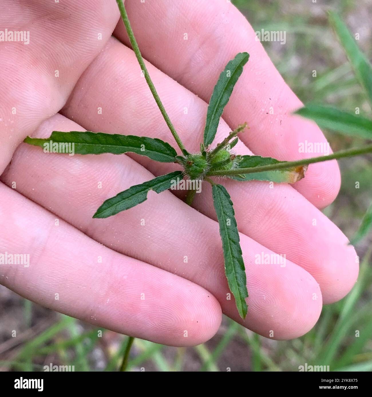 sand croton (Croton glandulosus septentrionalis Stock Photo - Alamy