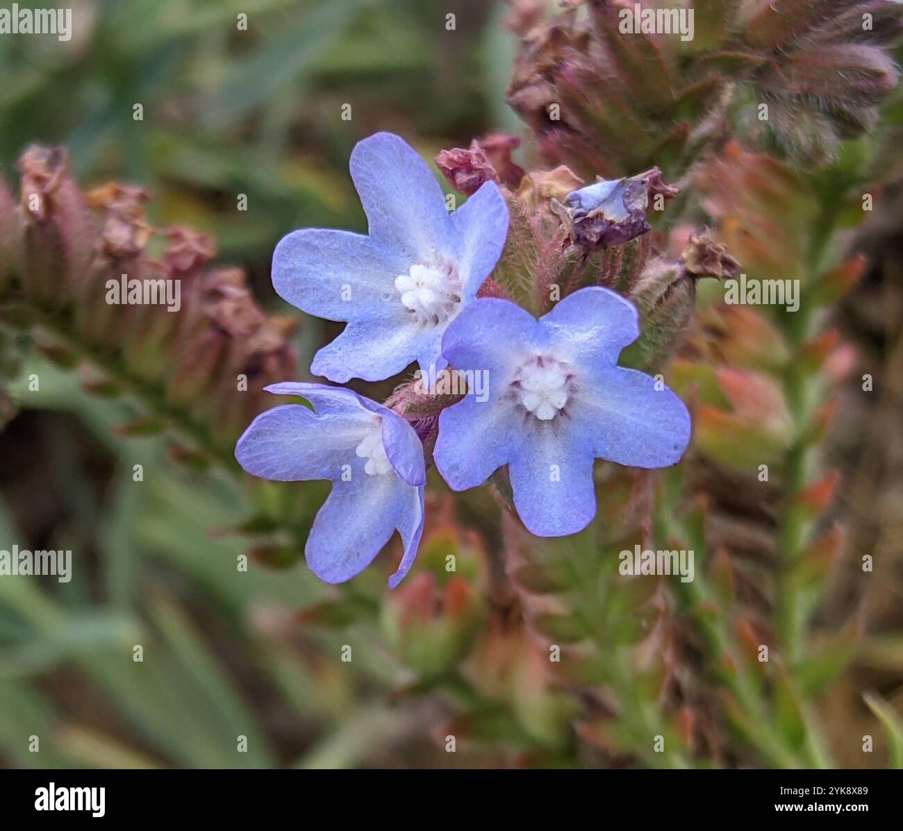 common alkanet (Anchusa officinalis Stock Photo - Alamy