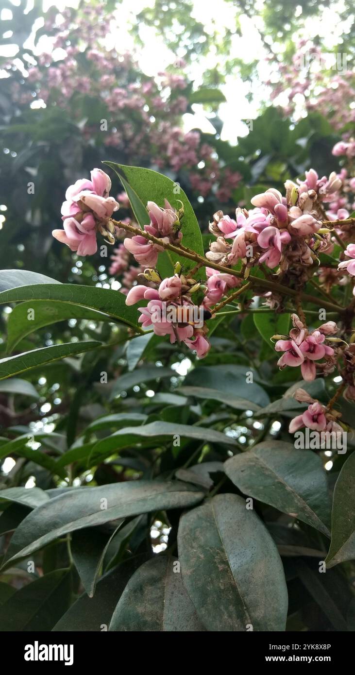 Andira inermis hi-res stock photography and images - Alamy