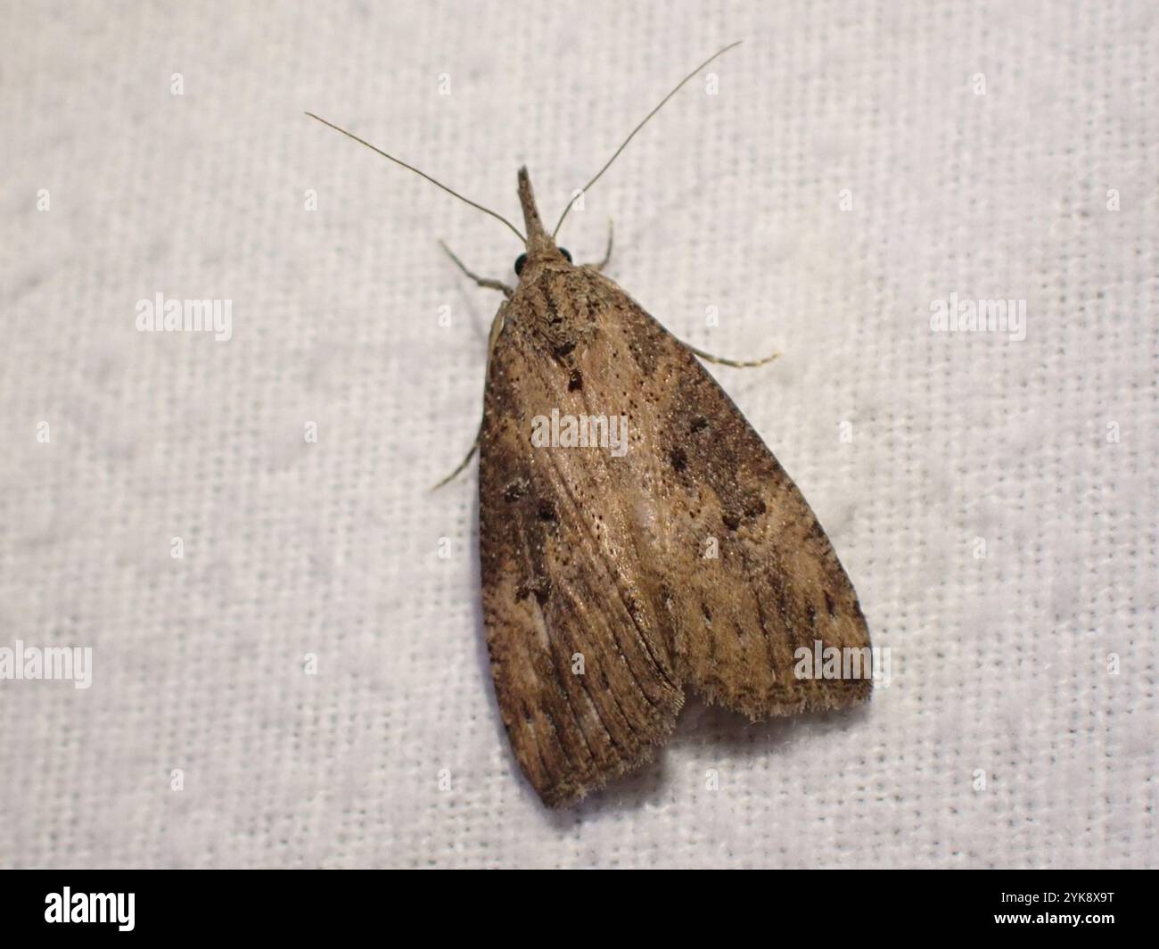 Hop Vine Snout (Hypena humuli Stock Photo - Alamy