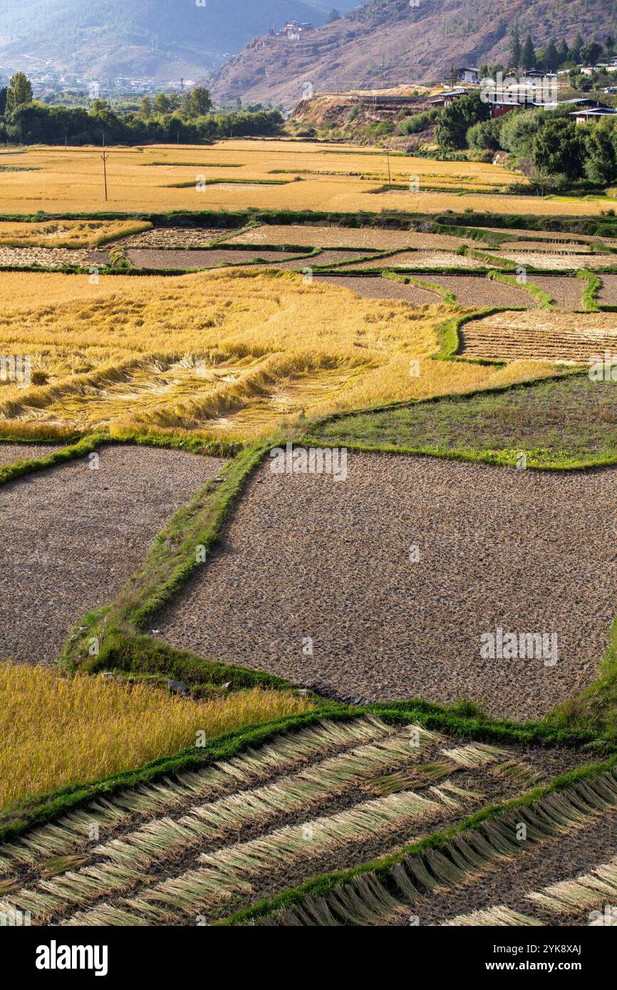 Rice (paddy) fields in different stages of harvesting, Paro – Thimphu ...