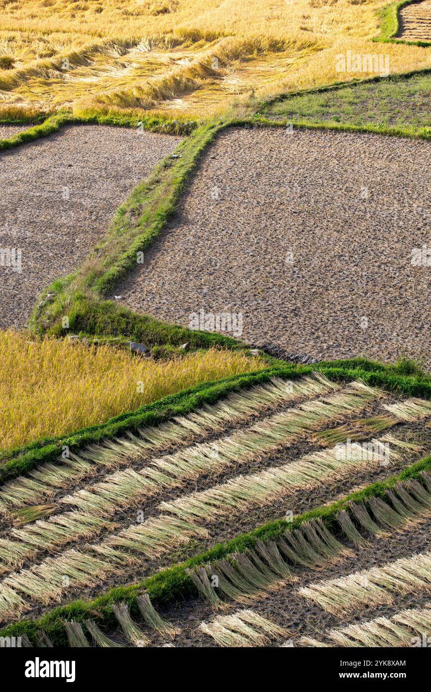 Rice (paddy) fields in different stages of harvesting, Paro – Thimphu ...