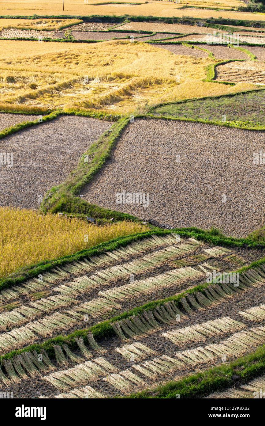 Rice (paddy) fields in different stages of harvesting, Paro – Thimphu ...