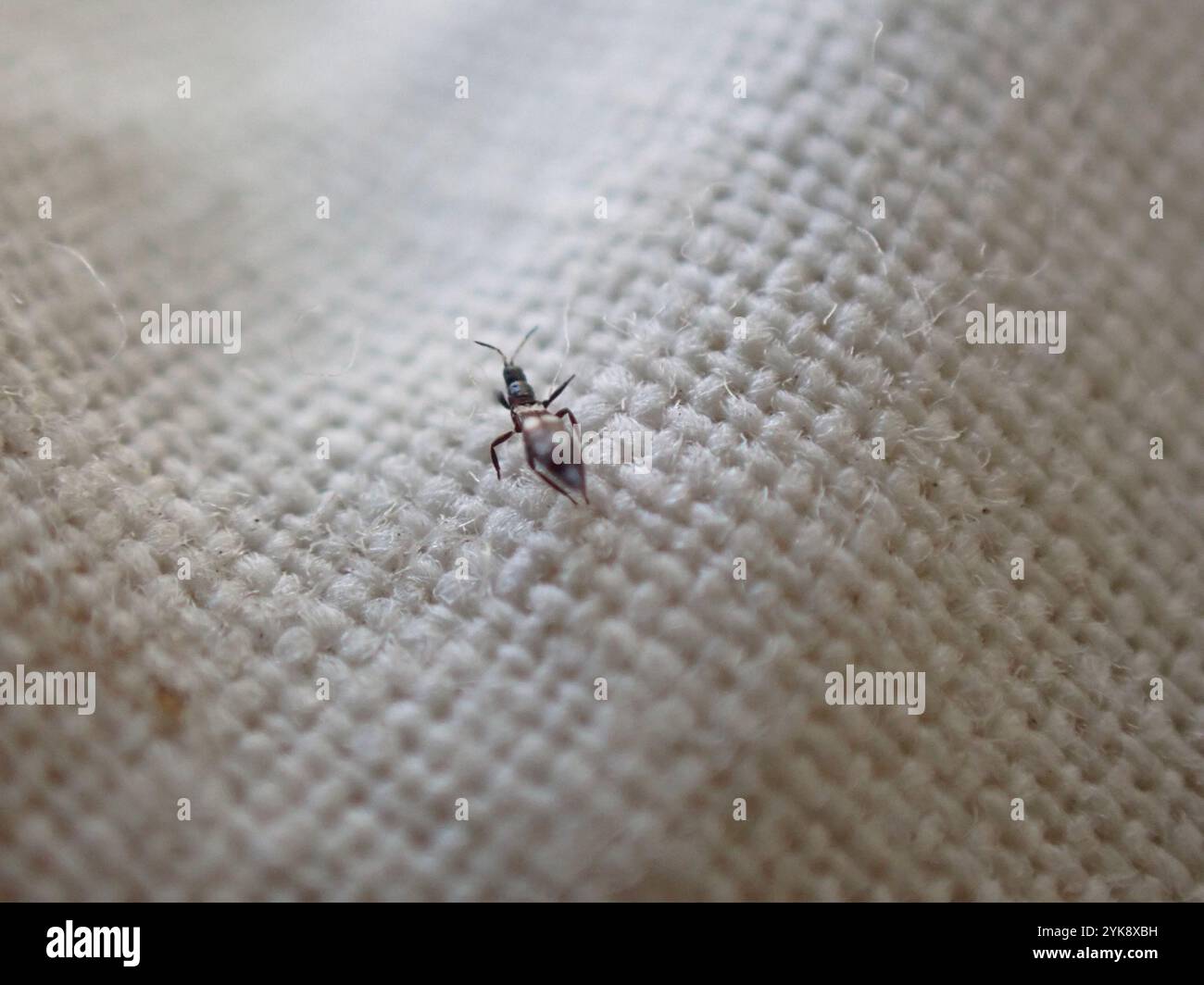 Aeolothrips hi-res stock photography and images - Alamy
