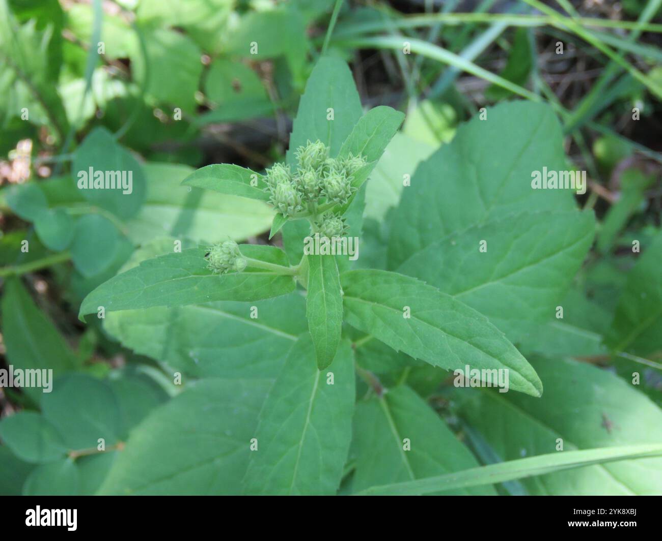 wood asters (Eurybia Stock Photo - Alamy