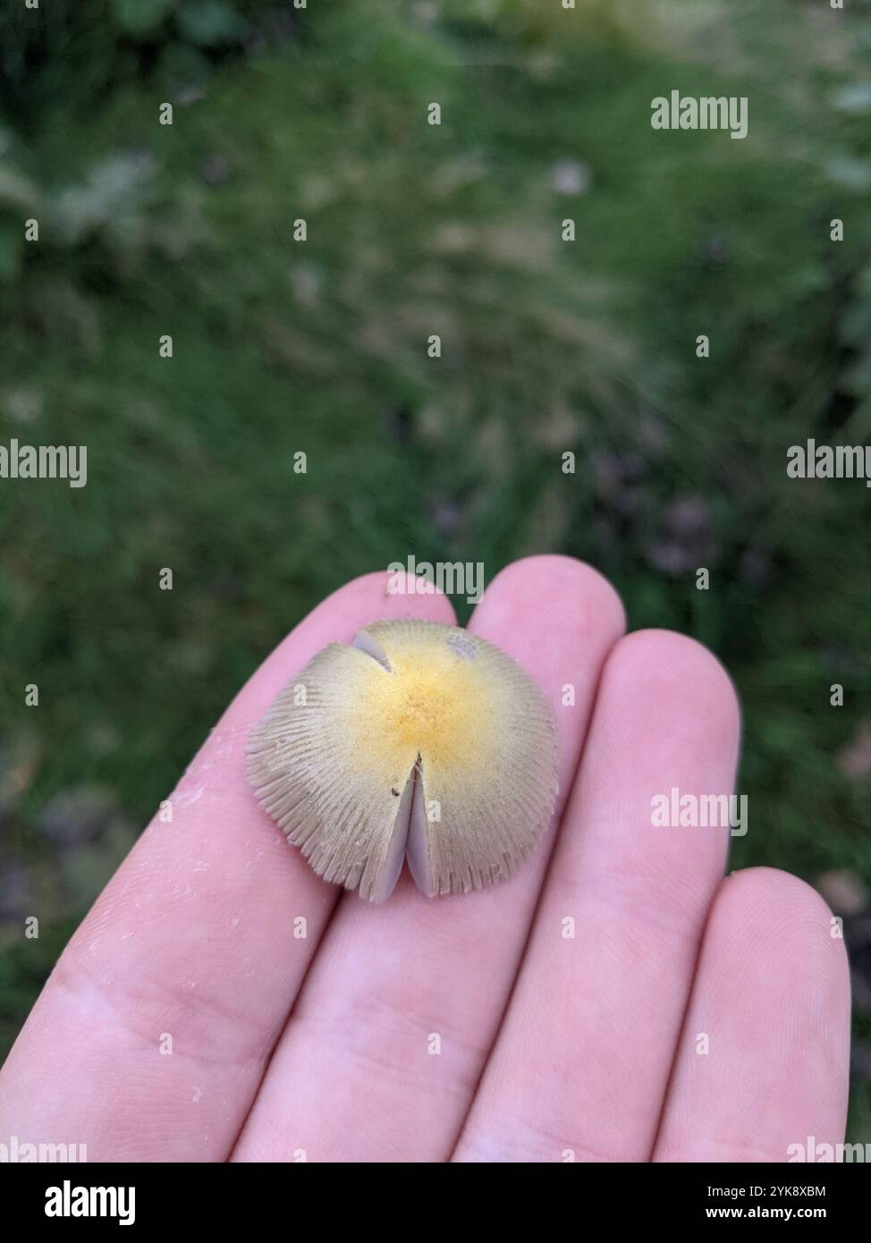 Yellow bolbitius hi-res stock photography and images - Alamy