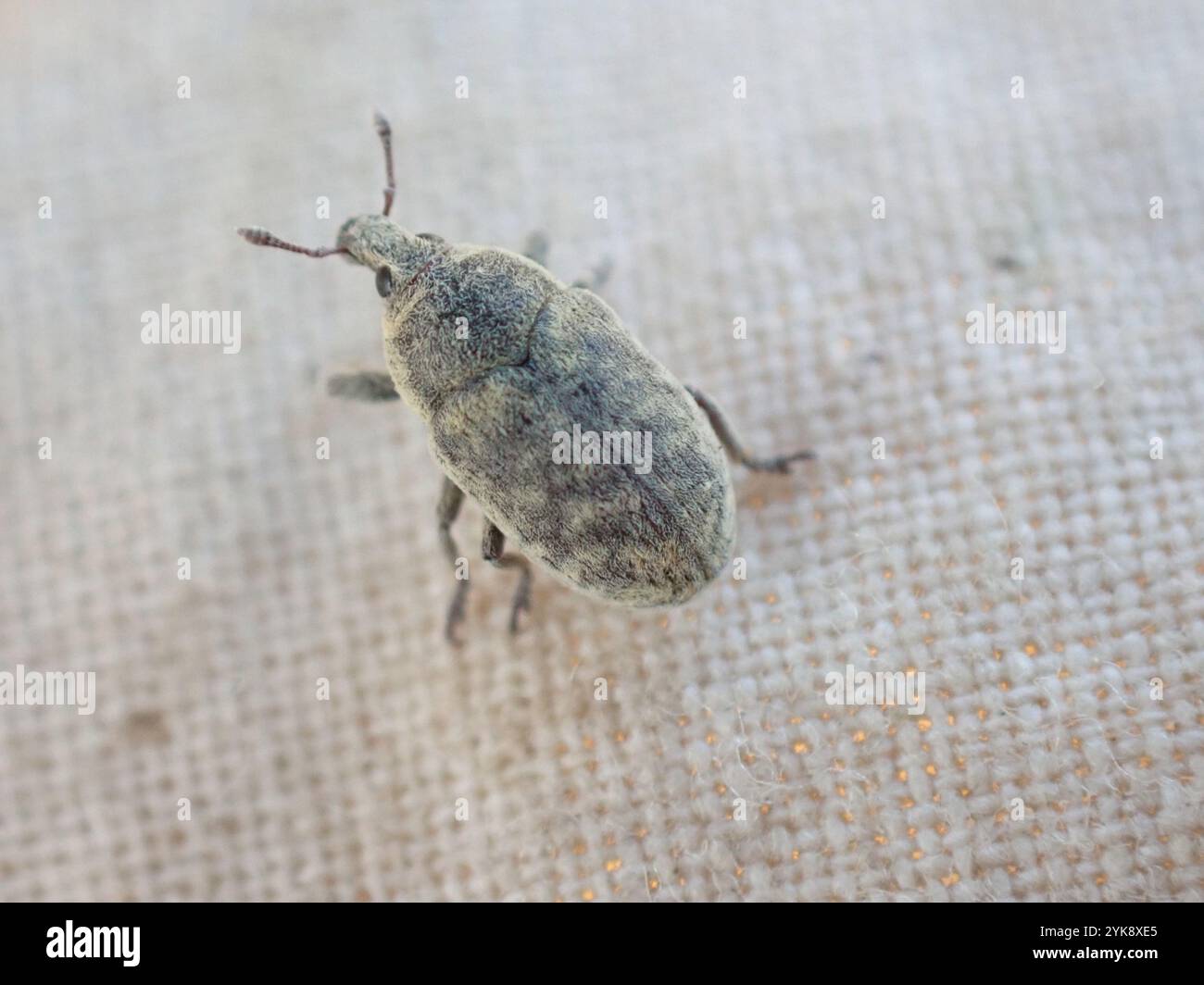 Lesser Knapweed Flower Weevil (Larinus minutus Stock Photo - Alamy