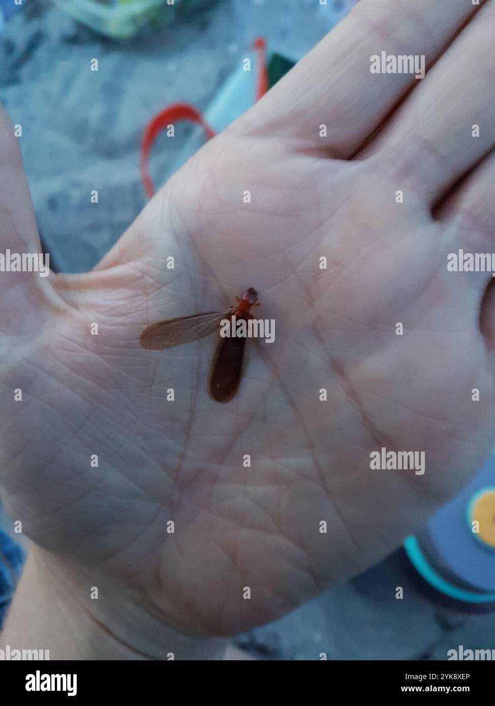 Pacific Dampwood Termite (Zootermopsis angusticollis Stock Photo - Alamy