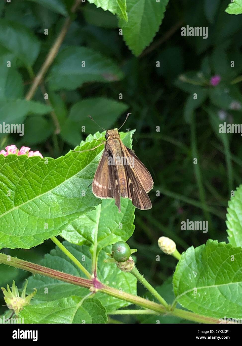 Ocola hi-res stock photography and images - Alamy