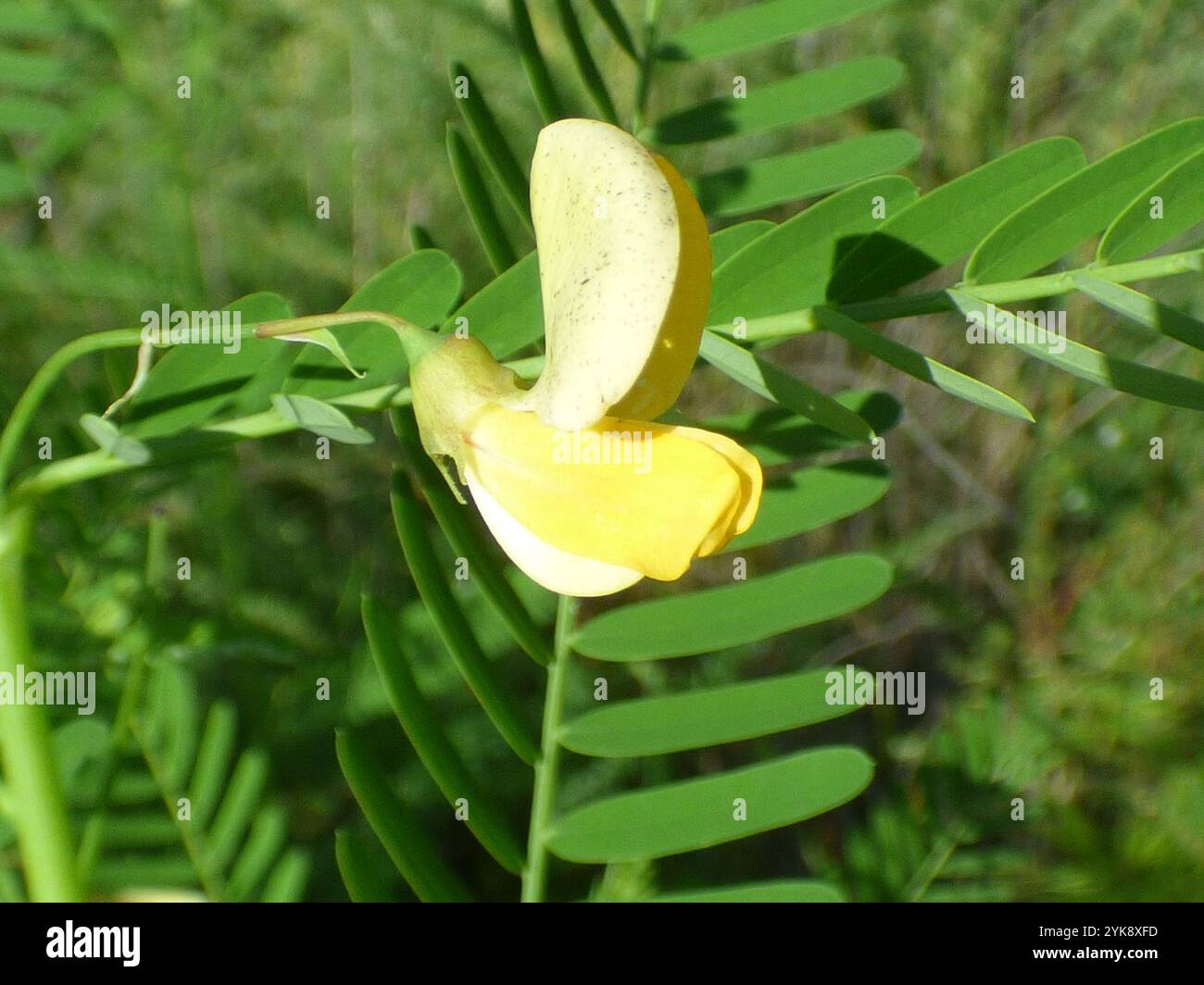 bigpod sesbania (Sesbania herbacea Stock Photo - Alamy