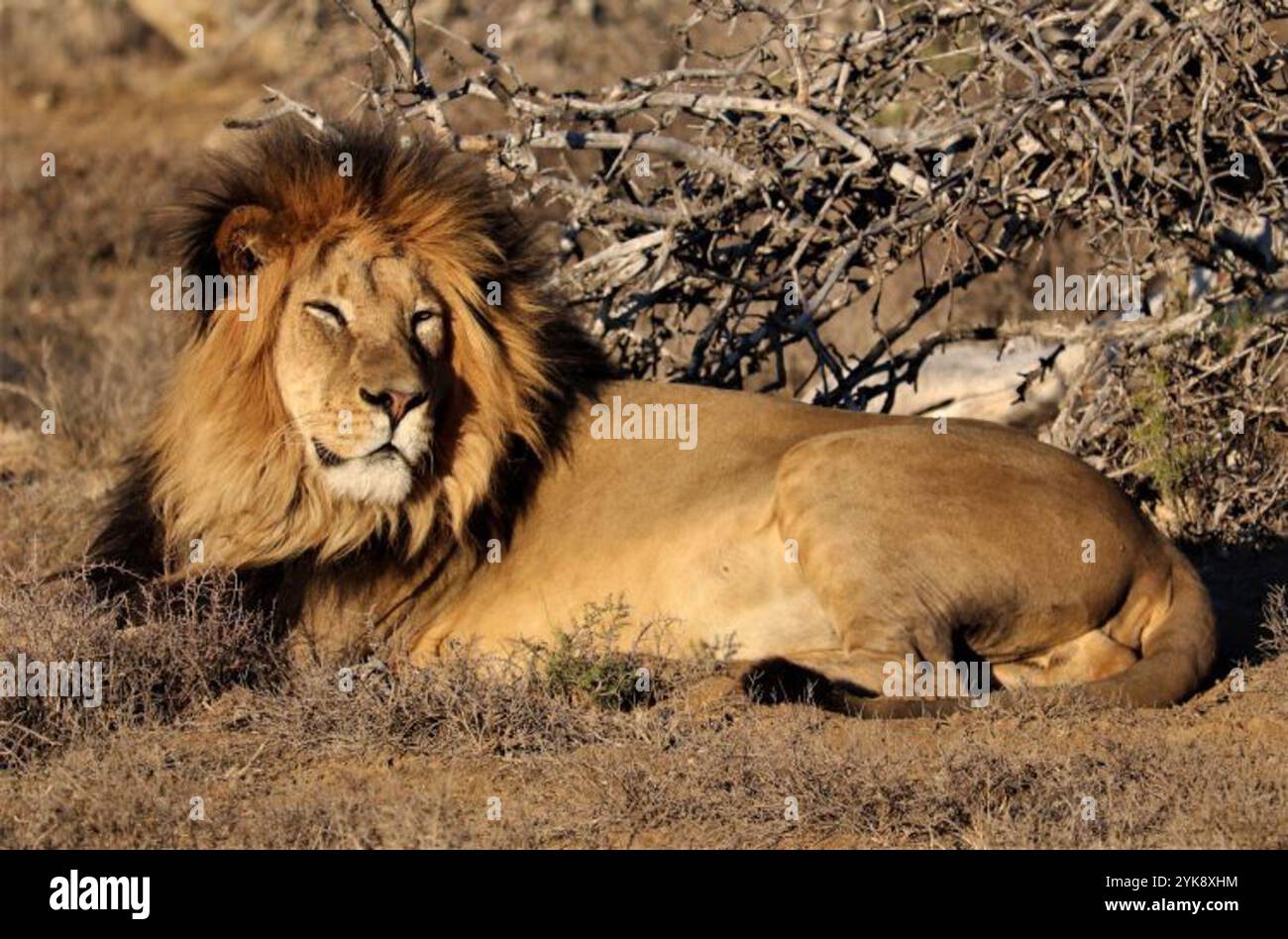 Southern Lion (Panthera leo melanochaita Stock Photo - Alamy