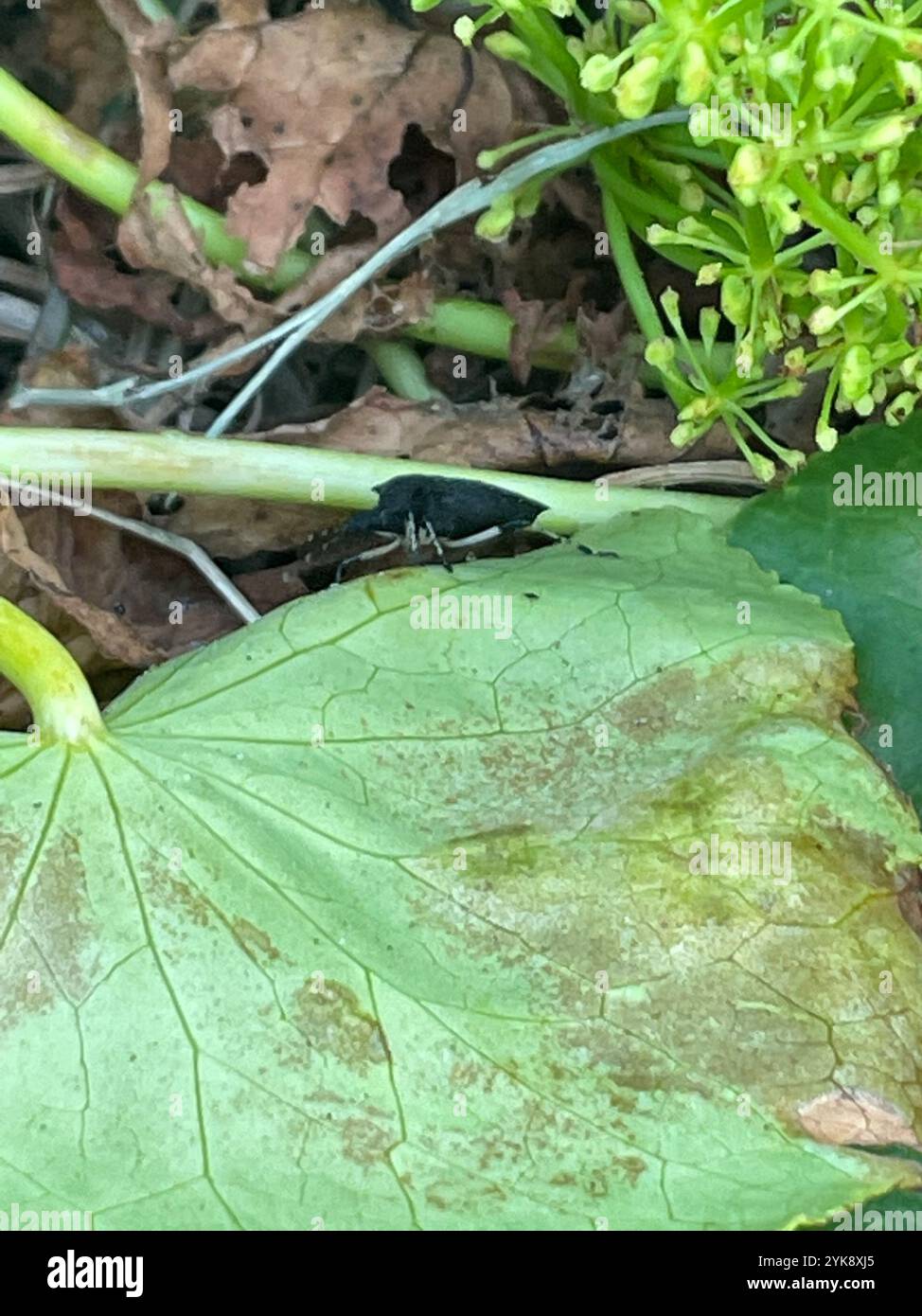 Black Stink Bug (Proxys punctulatus Stock Photo - Alamy