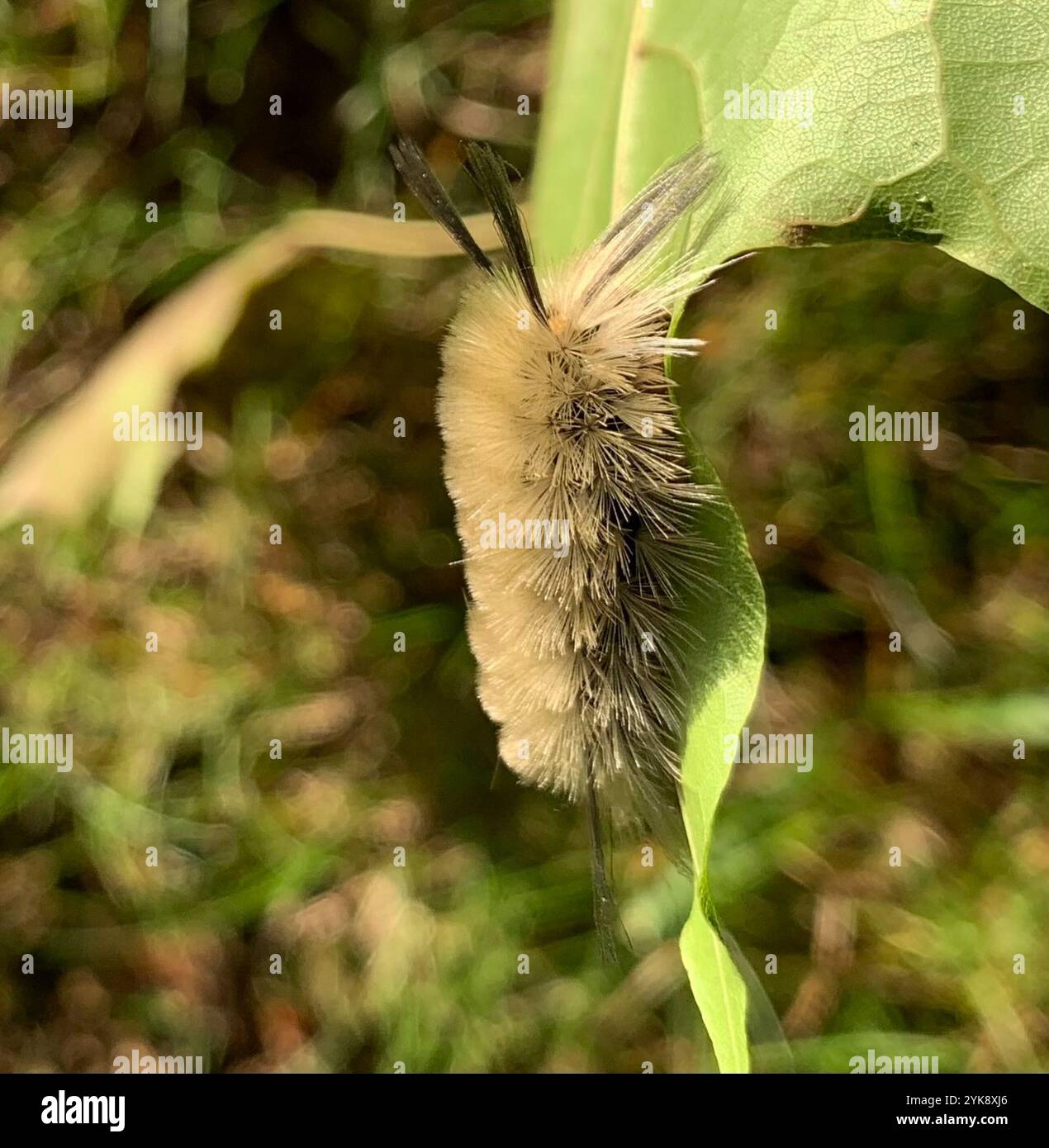 Banded Tussock Moth (Halysidota tessellaris Stock Photo - Alamy