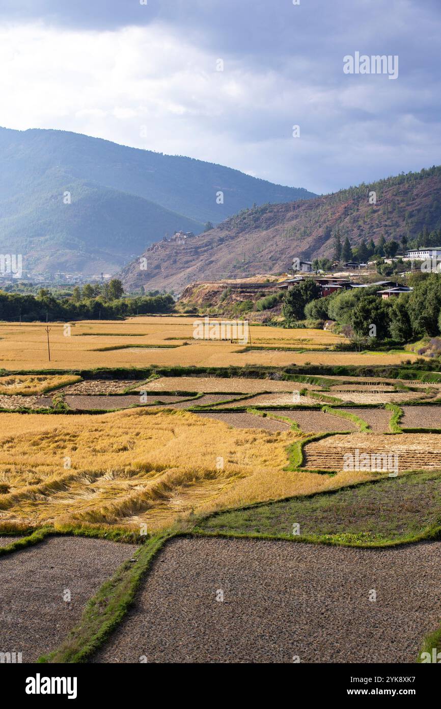 Rice (paddy) fields in different stages of harvesting, Paro – Thimphu ...