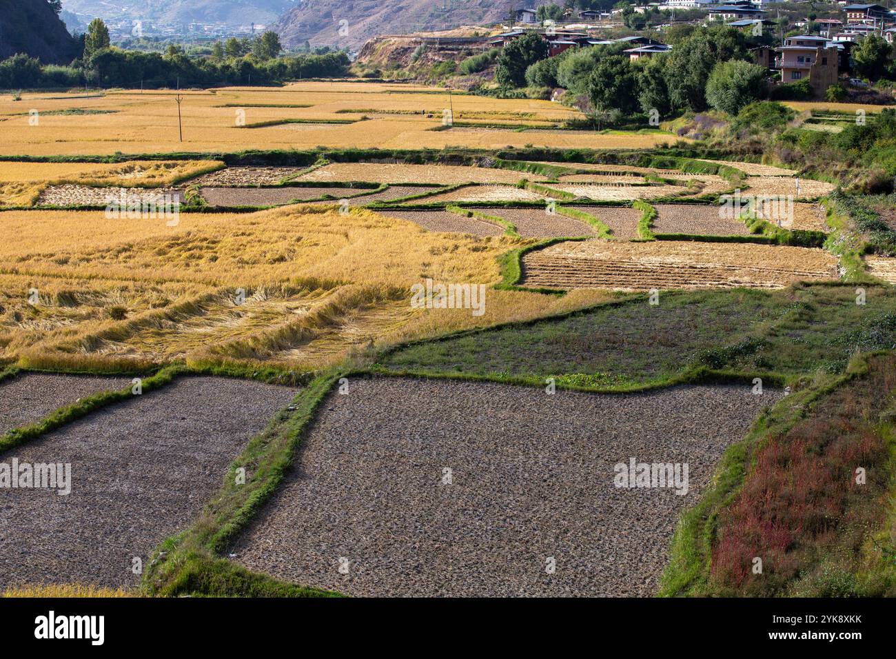 Rice (paddy) fields in different stages of harvesting, Paro – Thimphu ...