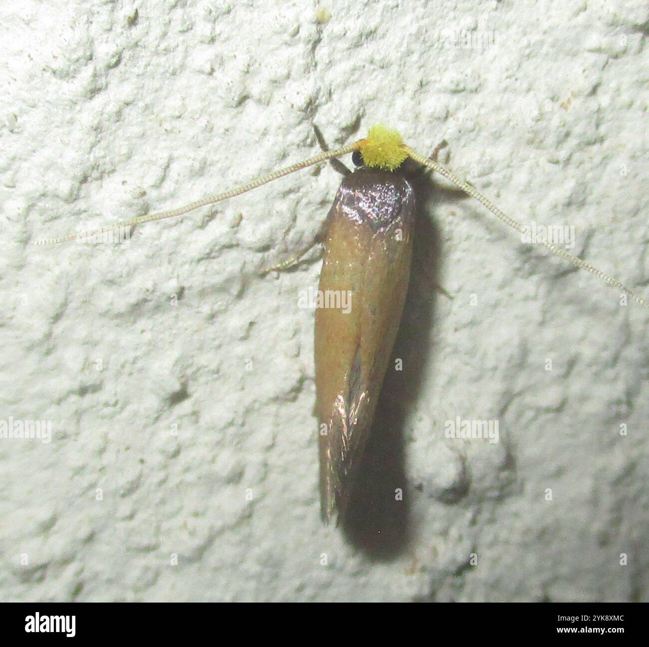 Fungus Moths, Clothes Moths, & Allies (Tineidae Stock Photo - Alamy