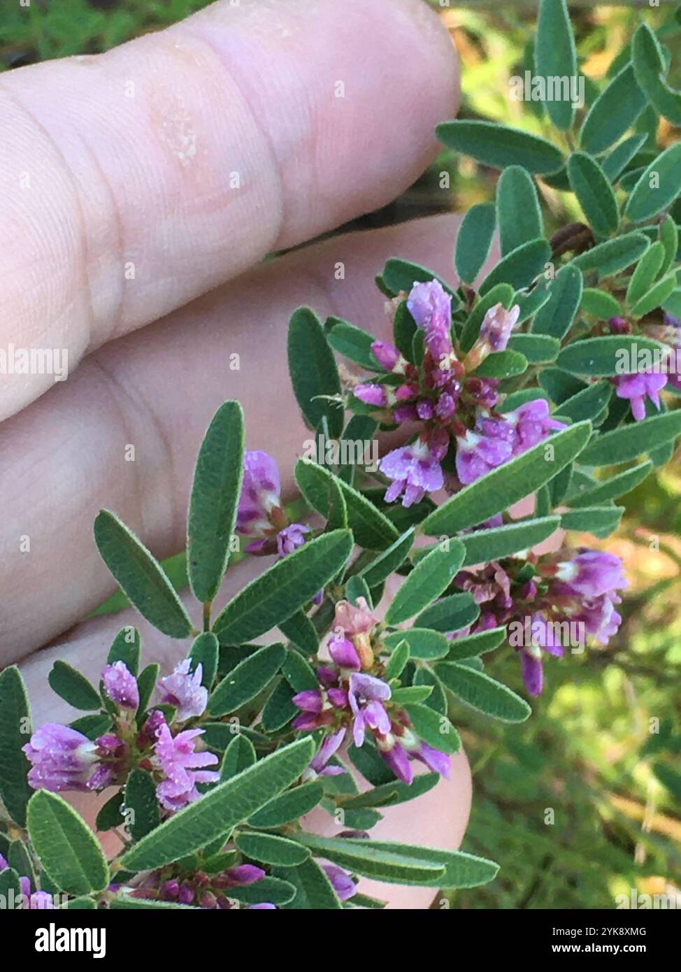 slender bush clover (Lespedeza virginica Stock Photo - Alamy