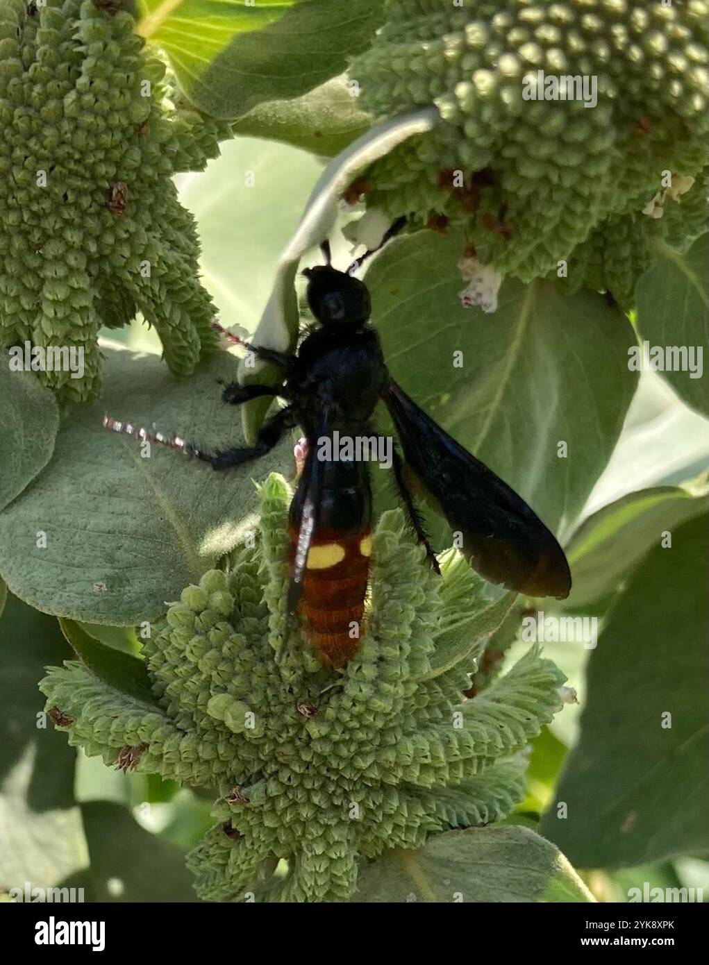 Two-spotted Scoliid Wasp (Scolia dubia dubia Stock Photo - Alamy