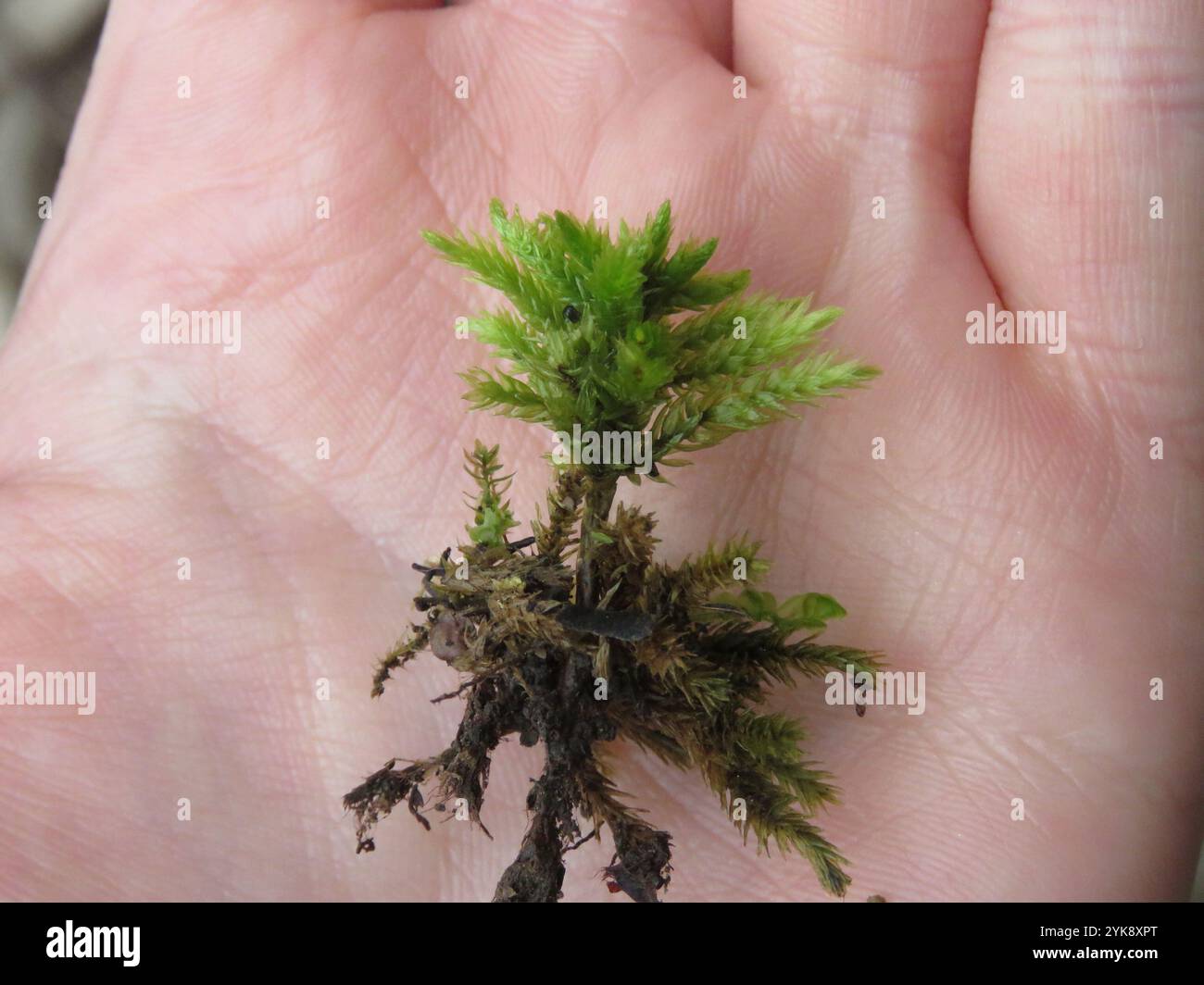 Climacium dendroides climacium dendroides hi-res stock photography and ...