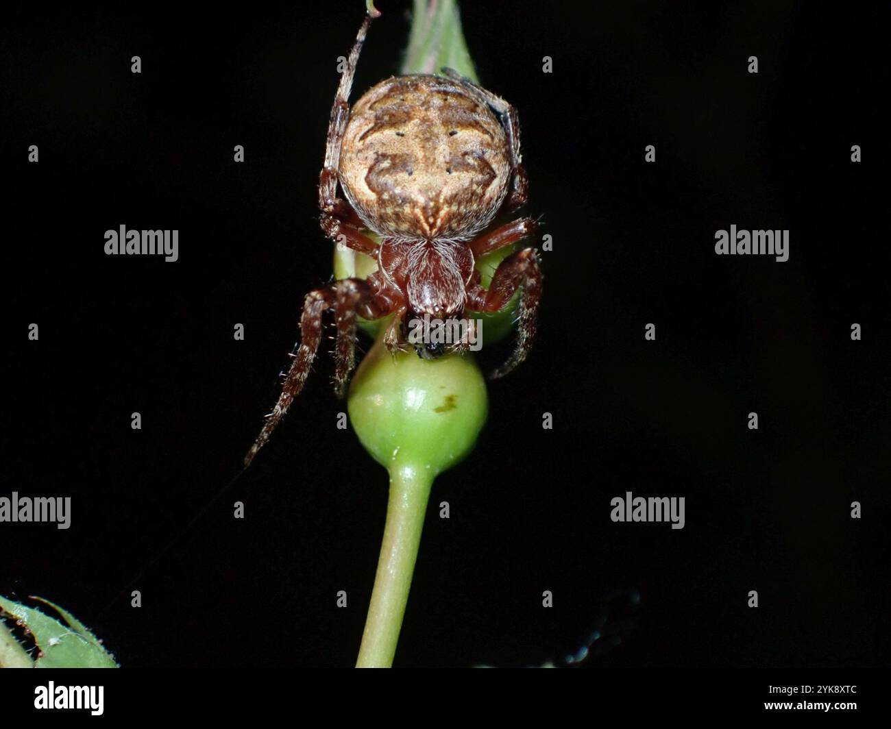 Furrow Spiders (Larinioides Stock Photo - Alamy