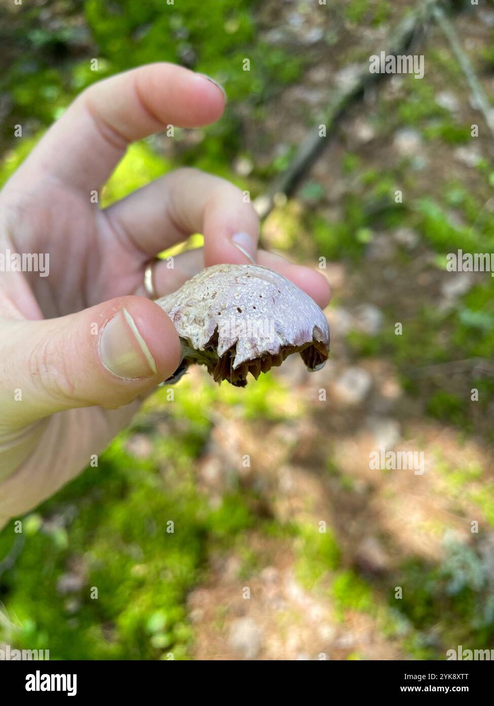 gassy webcap (Cortinarius traganus Stock Photo - Alamy