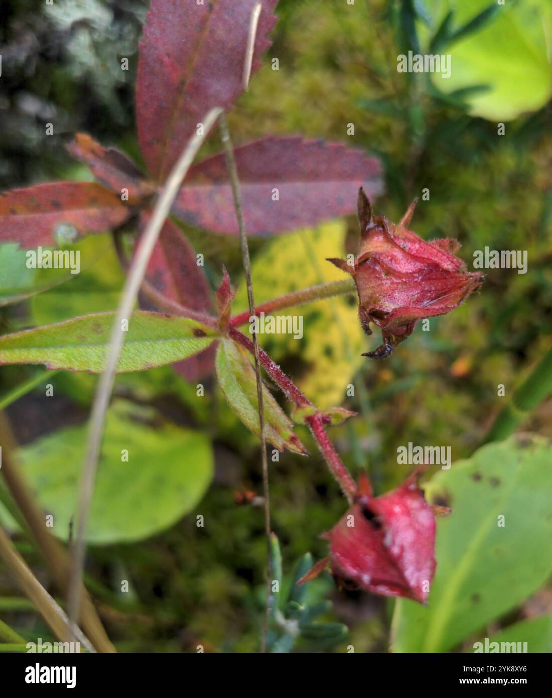 marsh cinquefoil (Comarum palustre Stock Photo - Alamy