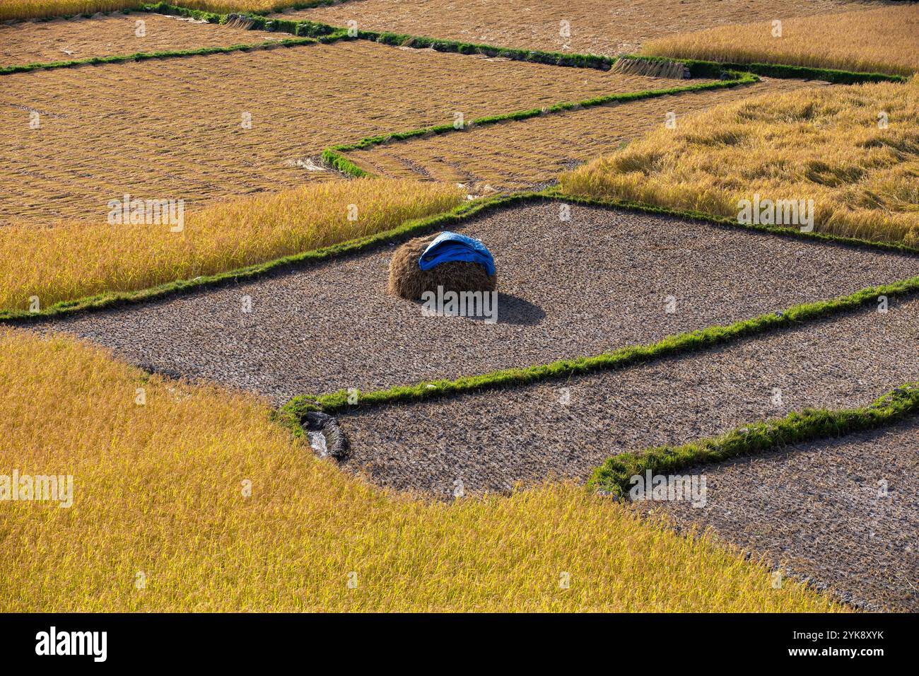 Rice (paddy) fields in different stages of harvesting, Paro – Thimphu ...