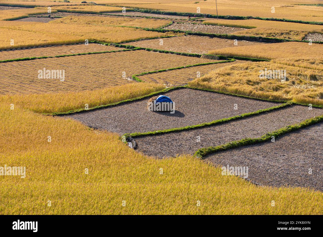 Rice (paddy) fields in different stages of harvesting, Paro – Thimphu ...