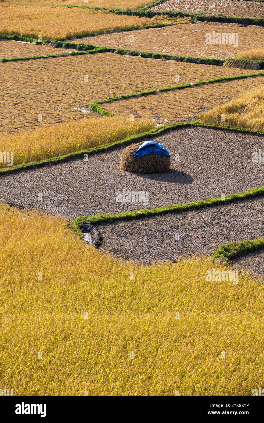 Rice (paddy) fields in different stages of harvesting, Paro – Thimphu ...