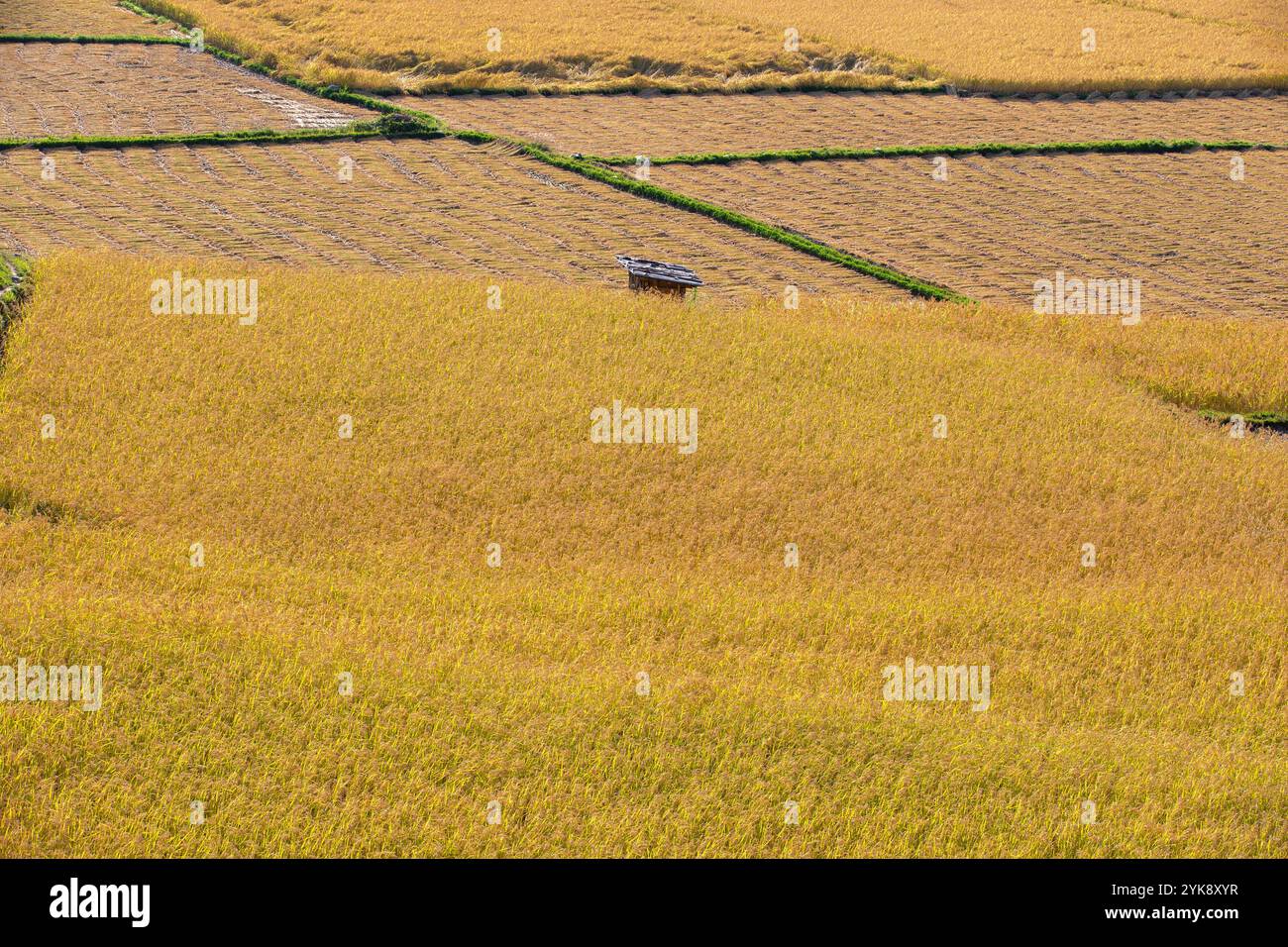Rice (paddy) fields in different stages of harvesting, Paro – Thimphu ...